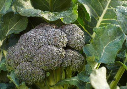 Brocoli Beneforté® : super aliment anti-cancer – Blog Nutrition Santé