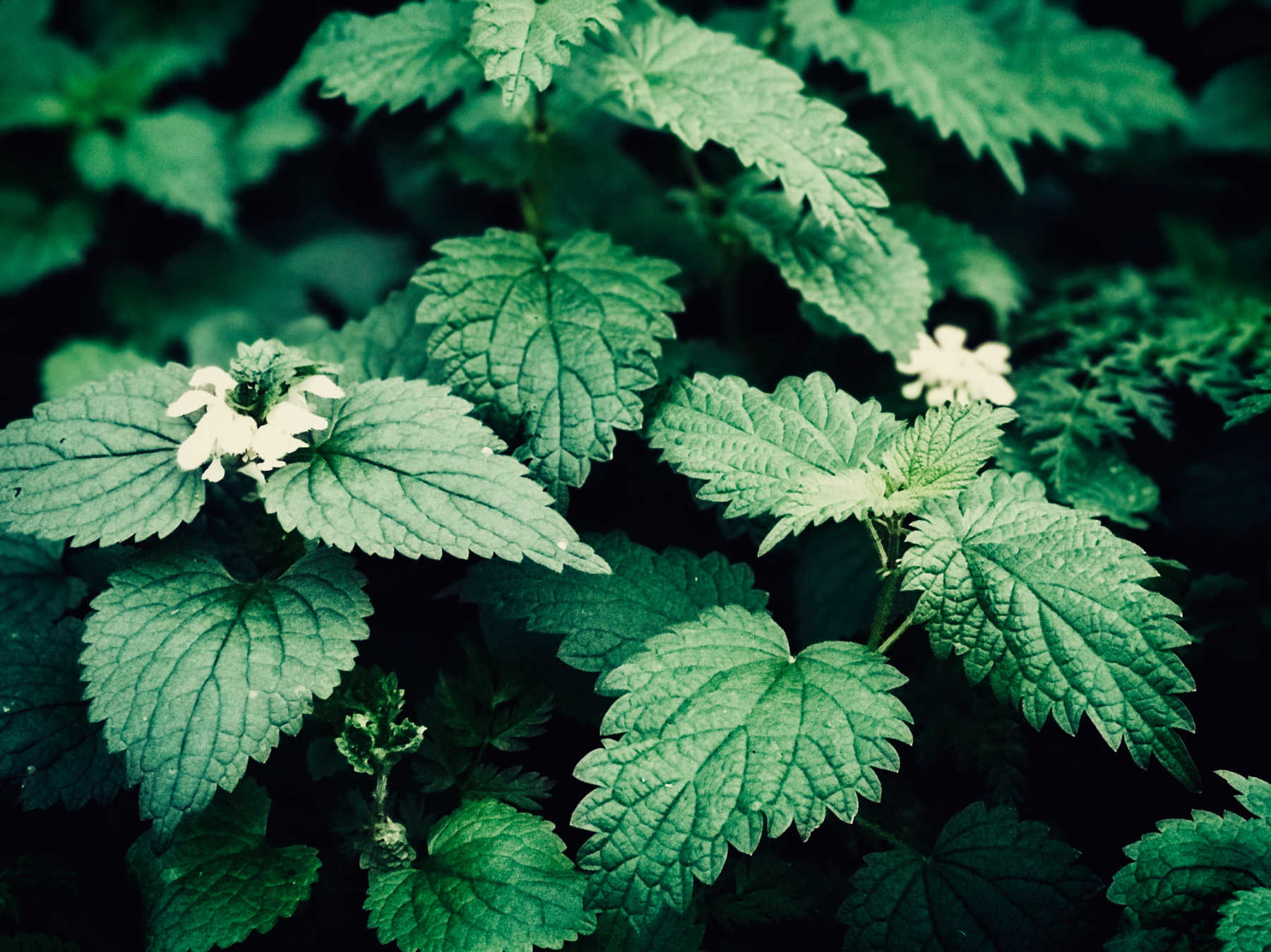 9 bienfaits santé de la tisane d’ortie – Blog Nutrition Santé
