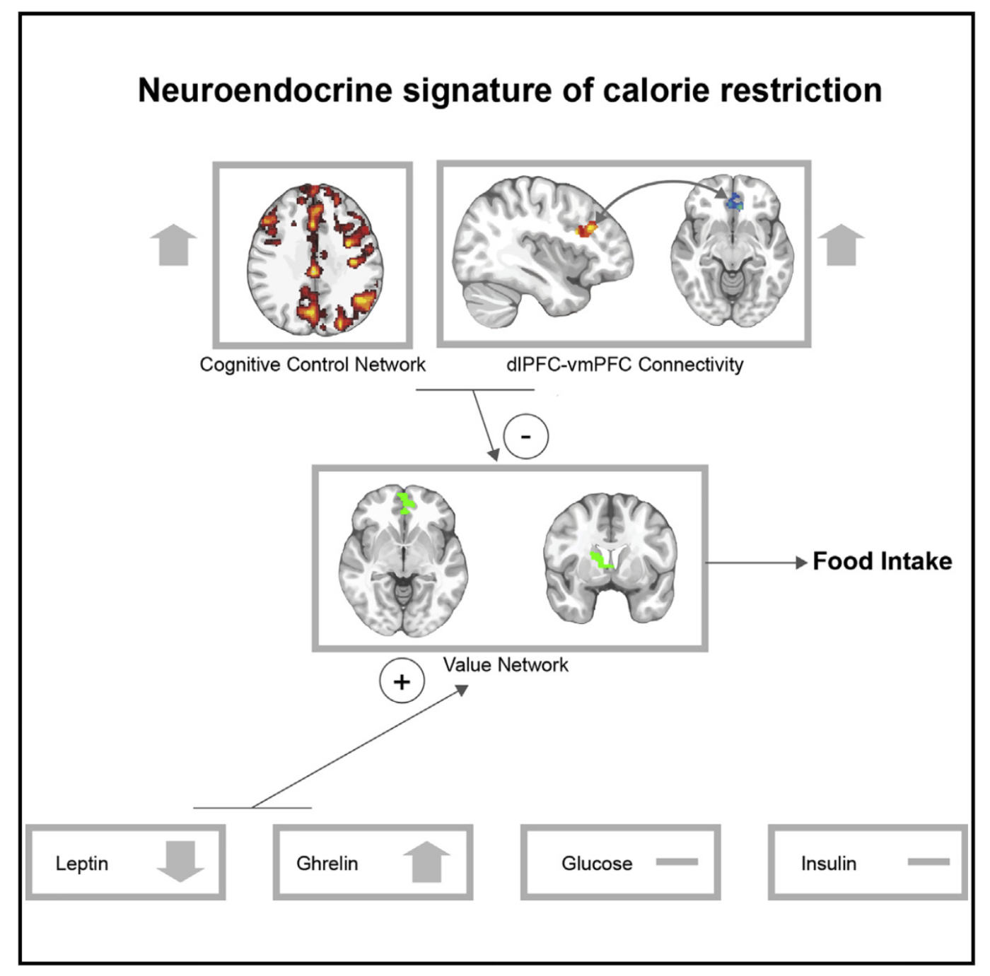 Le succès de la perte de poids et le rôle de la fonction cérébrale ...