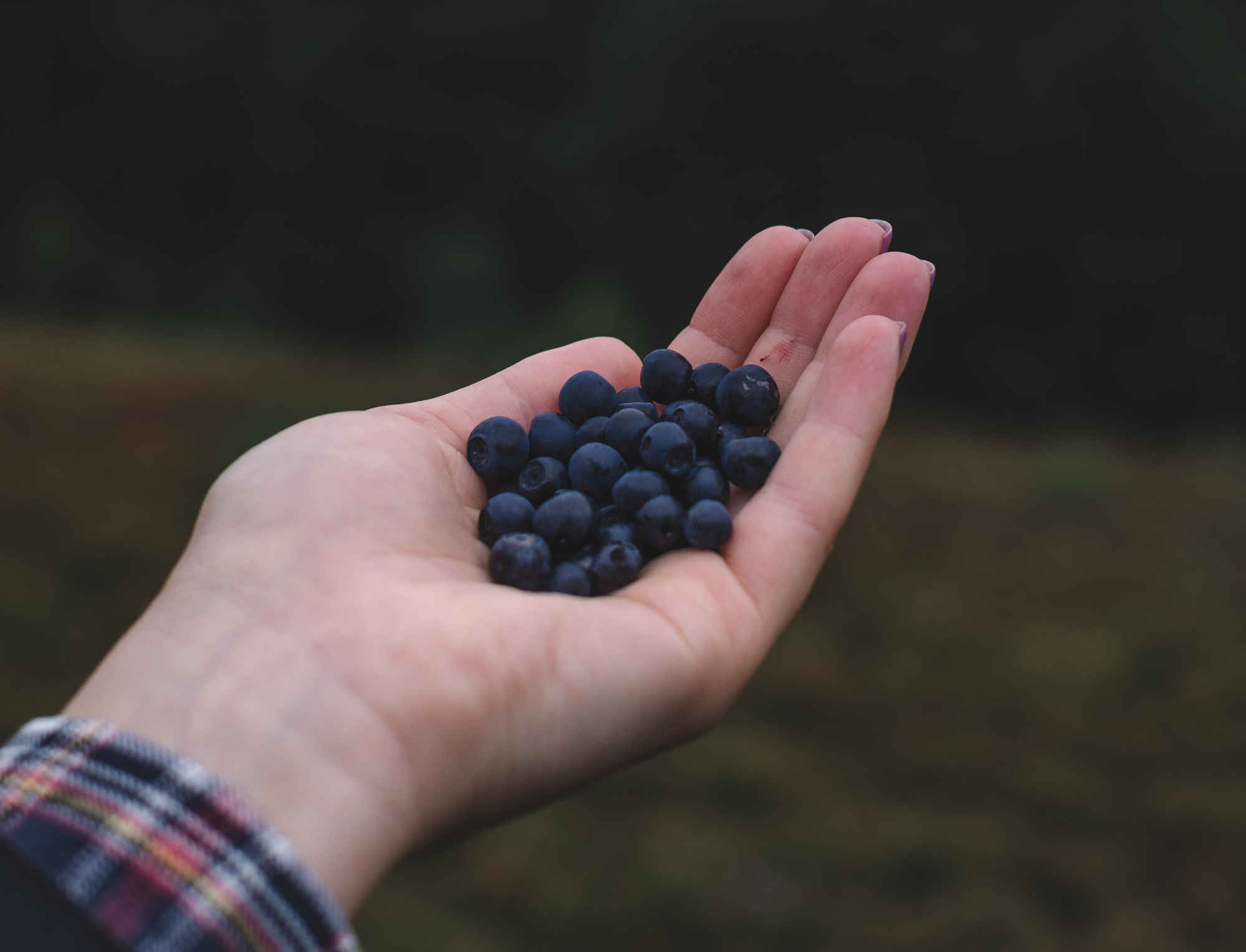 Manger 150g de myrtilles par jour réduit de 15% le risque de maladie ...